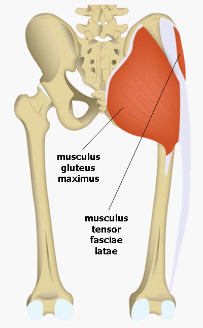 Musculus tensor fasciae latae Medicína nemoci studium na 1 LF UK