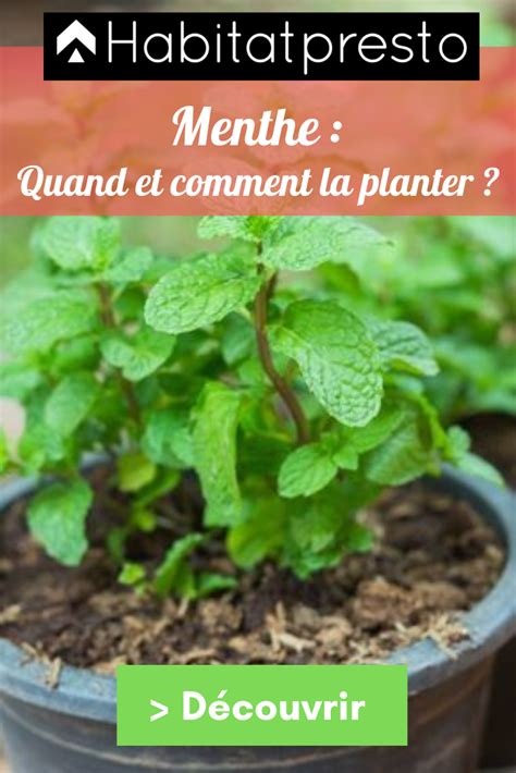 Menthe Quand Et Comment La Planter Dans Son Potager Artofit