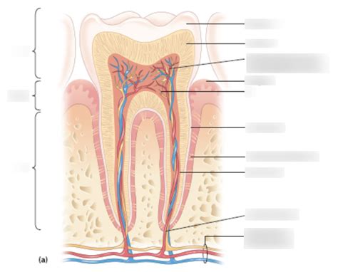 Tooth Diagram Diagram Quizlet