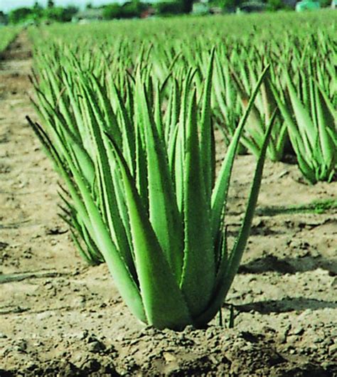Cuidados Y Cultivo De La Planta De Aloe Vera