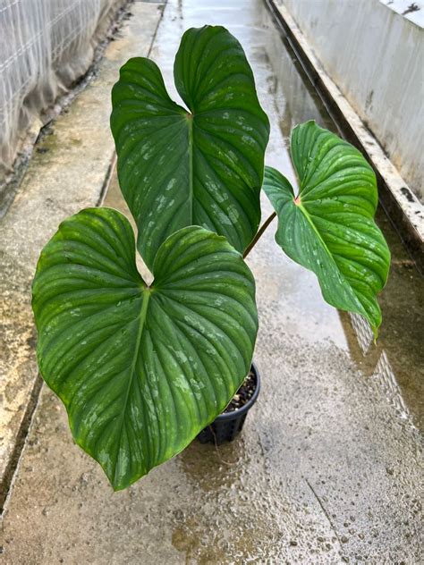 Philodendron Pastazanum Silver Furniture Home Living Gardening