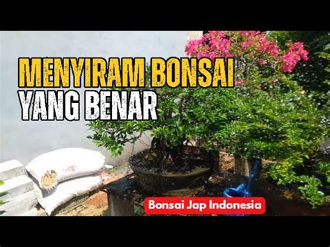 Perawatan Rutin Menyiram Bonsai Youtube