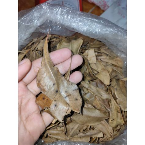 Jual Daun Cengkeh Kering 25 Gram Shopee Indonesia