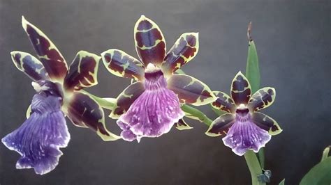 Zygopetalum Orqu Dea En El Interior De Casa Youtube