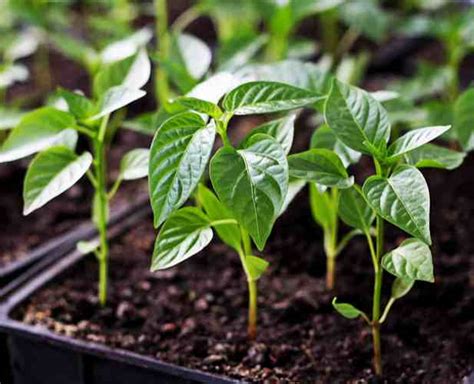 Cómo cultivar Pimientos en Maceta de manera orgánica Eco Jardín Mágico