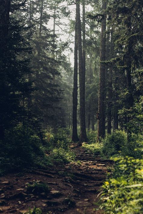 K Ultra High Resolution Forest Wallpapers Top Free K Ultra High
