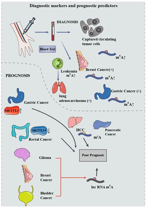 Methyladenosine Modification In RNAs From Regulatory Roles To