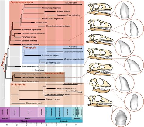 Time Calibrated Phylogeny Of Dinosauria Including Species From The Late