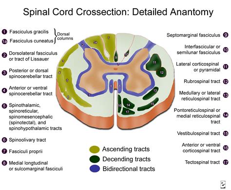 Cross Section Of The Spinal Cord Diagram Spinal Cord Summary