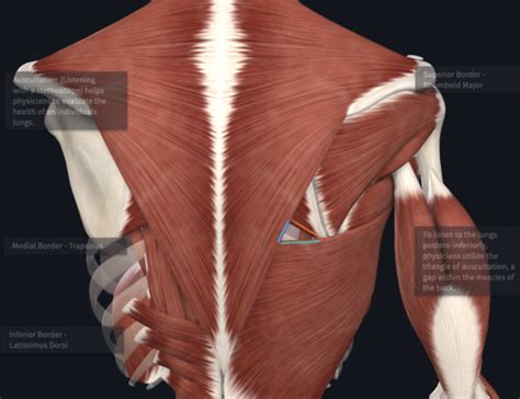 Complete Anatomy Exam Flashcards Quizlet