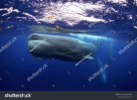 Snorkeling Sperm Whales Indian Ocean Group Stock Photo Edit Now