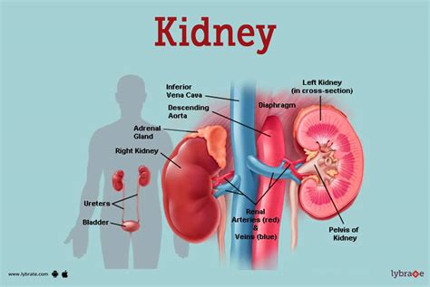 Renal Pelvis Location In Body