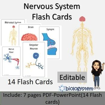 Nervous System Flash Cards By Biologystem TPT