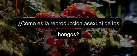 Cómo se reproducen los hongos Descubriendo su ciclo reproductivo