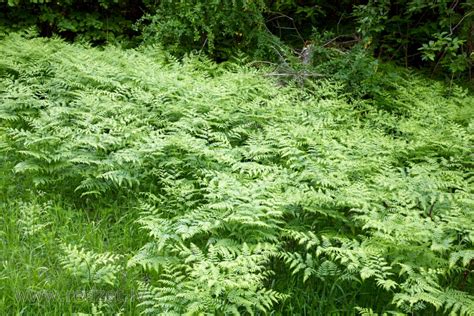 Parast Rg Paparde Pteridium Aquilinum Paparde Redzet Eu