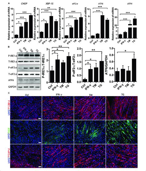 Proinflammatory stimuli trigger ER stress and activate the eIF2α and
