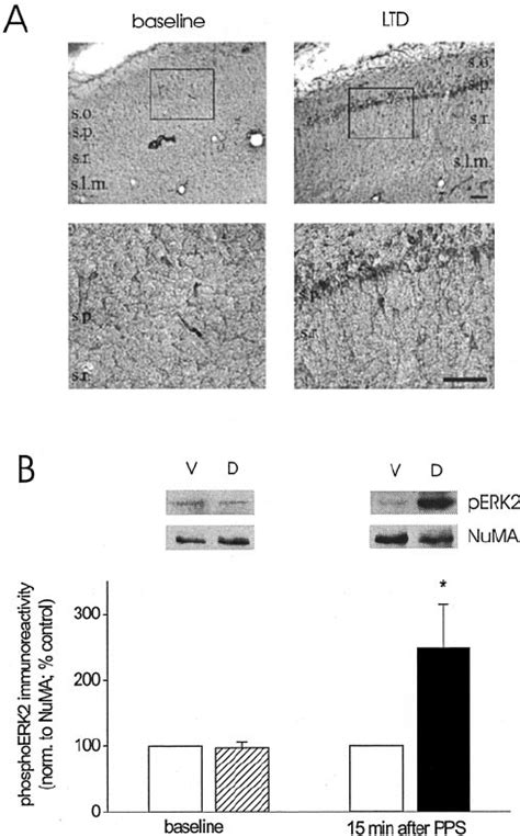 LTD In Area CA1 Of The Adult Hippocampus In Vivo Is Associ Ated With