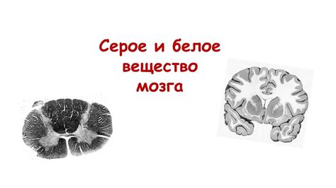 Серое и белое вещество мозга YouTube