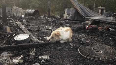 En Minutos El Fuego Redujo A Cenizas Toda Una Vida De Esfuerzos Luz