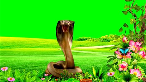 Snake Green Screen Snake Green Screen Video No Copyright Snake