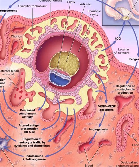 How Long Does It Take For Implantation To Occur After Conception Free