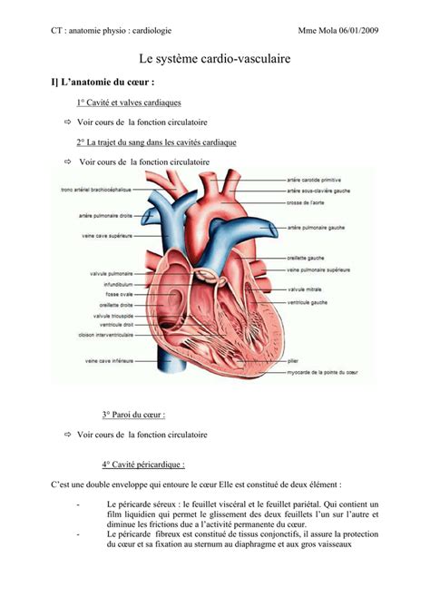 L Appareil Cardiovasculaire