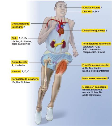 Acceder A Fisiolog A Del Ejercicio Fisiolog A Del Ejercicio