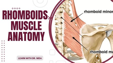 Rhomboids Minor And Major Muscle Anatomy Origin Insertion Nerve