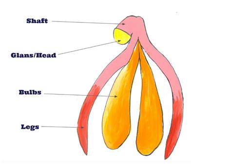A Somatic Sexologists Guide To Understanding The Clitoris