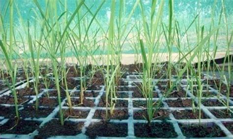 Sri Sarvaraya Sugars Ltd
