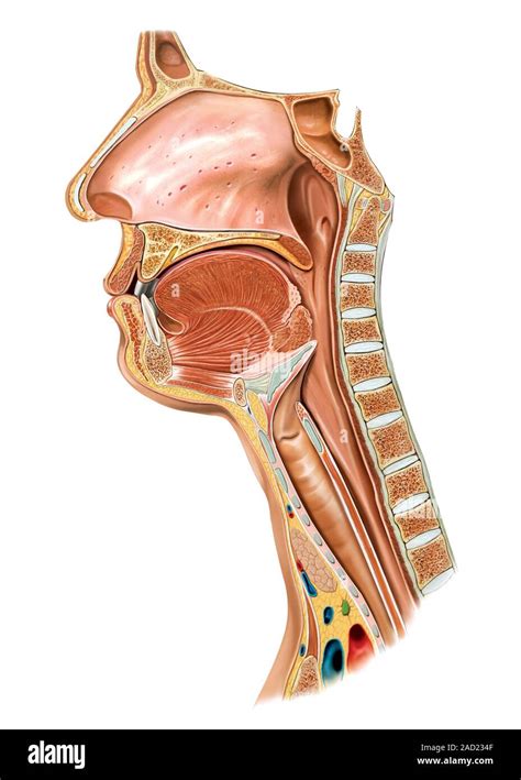 Illustration Of The Upper Respiratory Tract Pharynx This Illustration