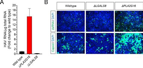 Figures And Data In Cellular Entry And Uncoating Of Naked And Quasi