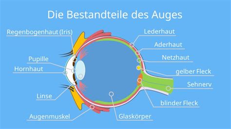 Auge Beschriften Bild Aufbau Und Funktion