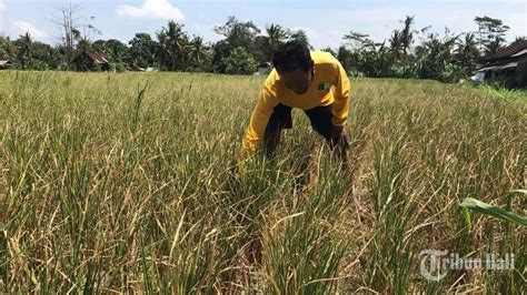 Distan Minta Petani Tanam Umbi Umbian Dampak El Nino Panjang Ancaman
