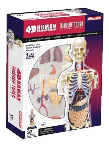 Modelo Do Corpo Humano Torso Transparente 083 4d Master