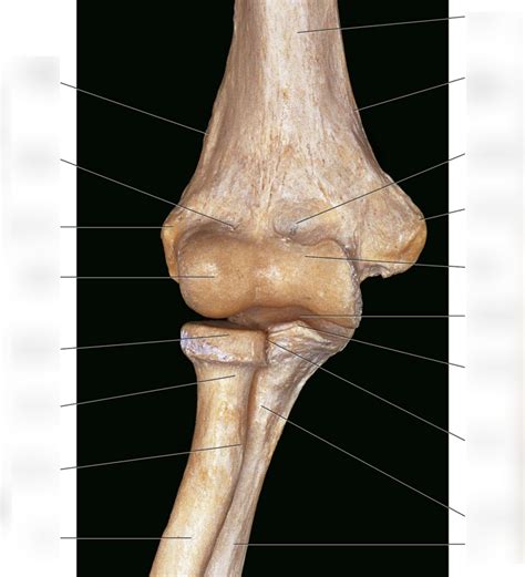 Anterior Elbow Joint Diagram Quizlet