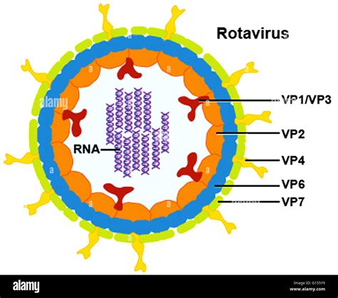 Estructura de rotavirus fotografías e imágenes de alta resolución Alamy