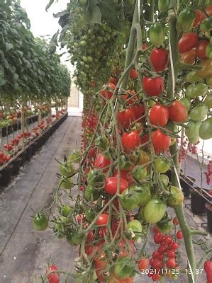 Cultivo Em Estufas Cultivares De Tomates Mais Indicadas Revista