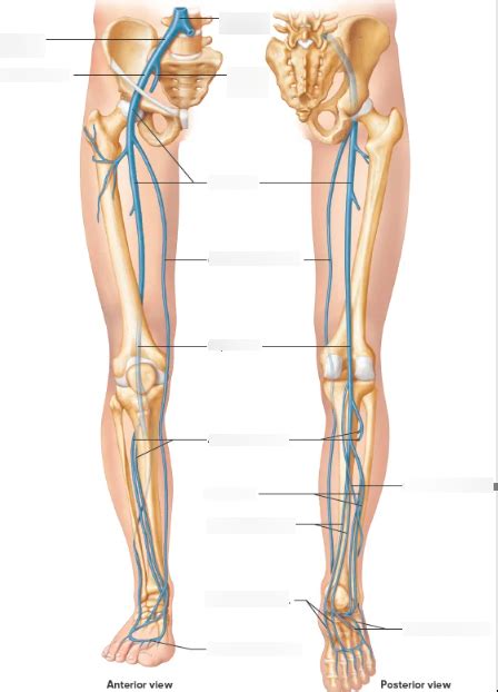 Lower Limb Veins Diagram Diagram Quizlet
