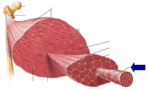 Physiology Block Flashcards Quizlet