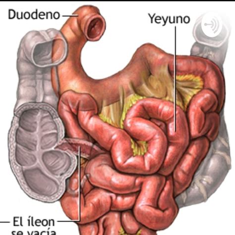 Intestino Delgado Generalidades y Patologías Science Podcast Podchaser