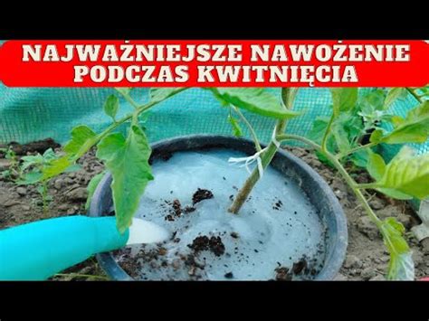 Nawożenie pomidorów podczas kwitnięcia Jak nawozić kwitnące pomidory
