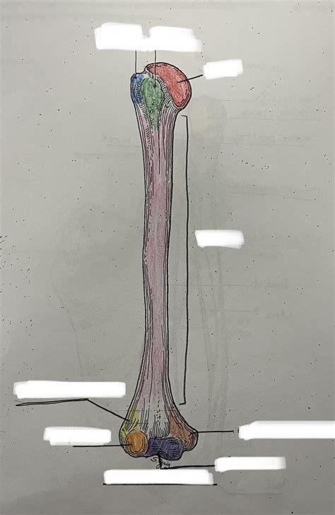 Bony Landmarks Diagram Quizlet