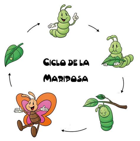 Recursos Y Actividades Para Educaci N Infantil Ciclo De La Vida De Una