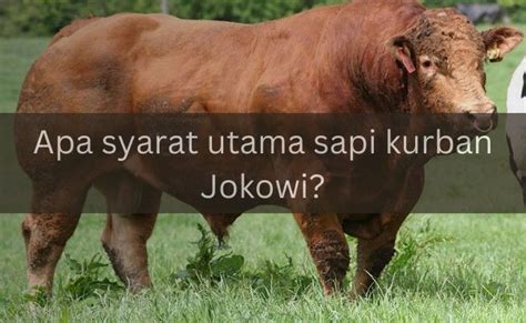 Quiz Tebak Jenis Dan Kriteria Sapi Kurban Presiden Jokowi