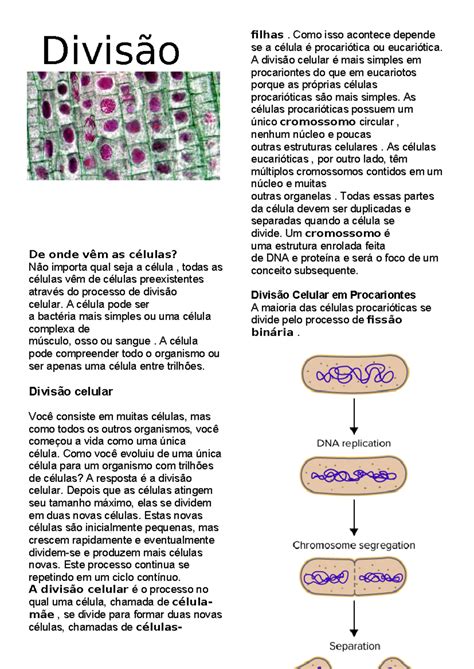 Divisão celular biologia Divisão celular De onde vêm as células