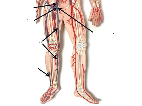 Lower Limb Veins Diagram Quizlet