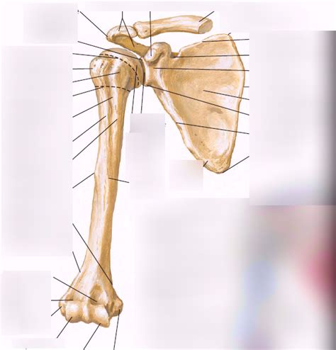 Anterior Humerus And Scapula Diagram Quizlet