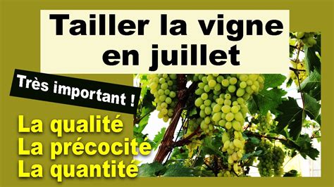 Comment Tailler La Vigne Au Mois De Juillet YouTube