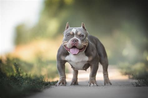 Cachorro American Bully Conhe A Caracter Sticas Da Ra A
